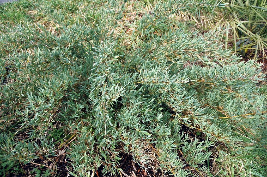 BambooWeb - Chusquea andina photos and Information pg1