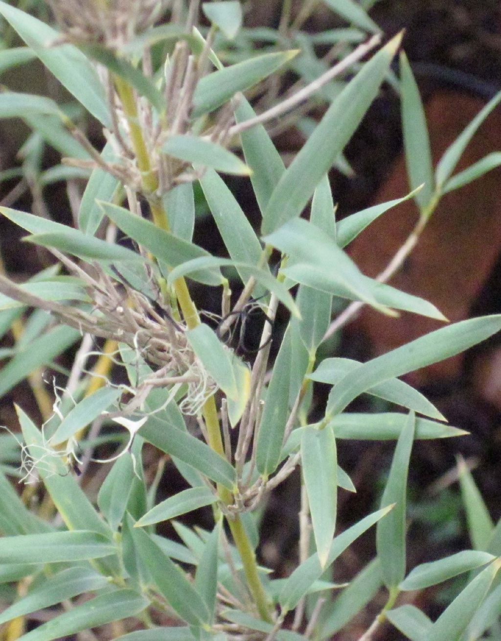 BambooWeb - Chusquea andina photos and Information pg2