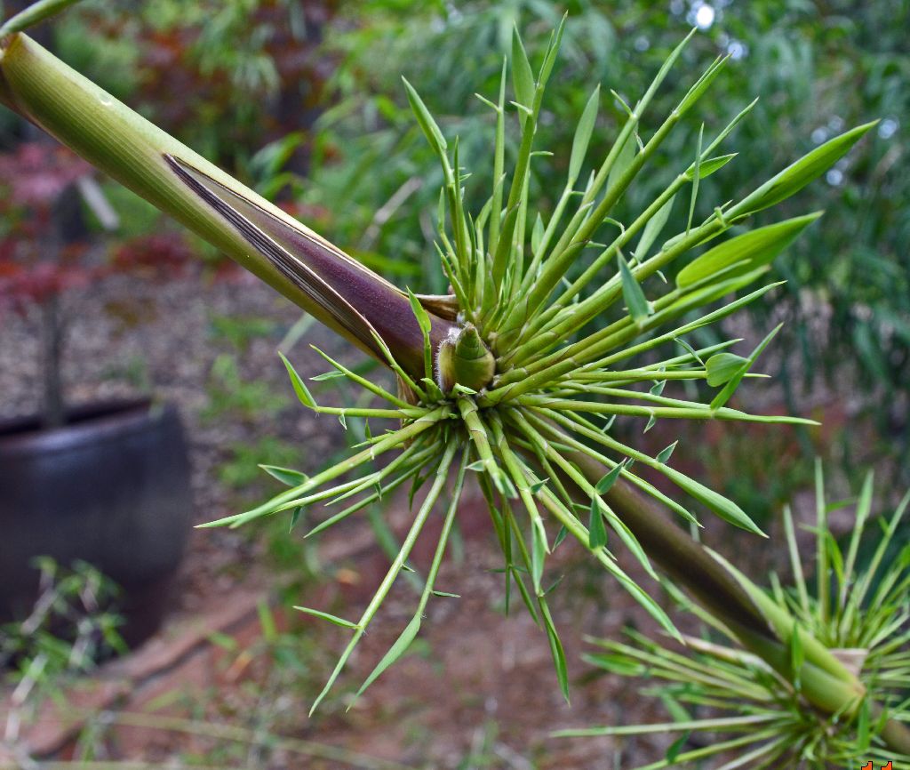 BambooWeb - Chusquea cumingii photos and Information pg4