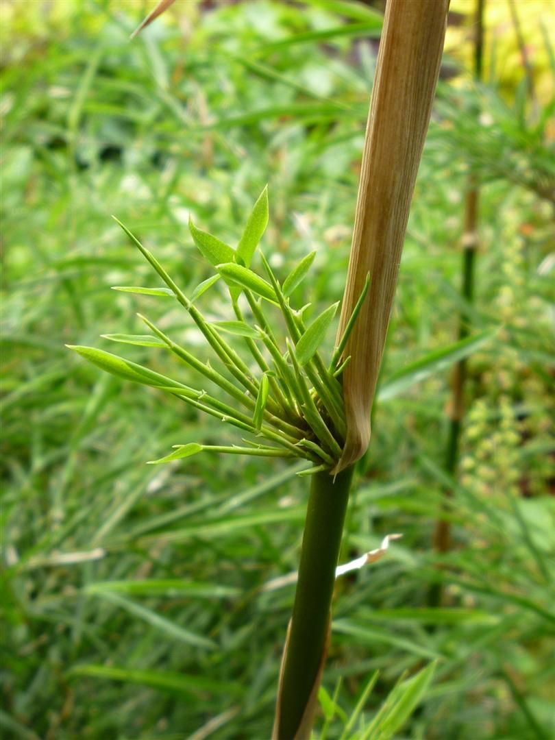 BambooWeb - Chusquea culeou 'Llaima' photos and Information pg17