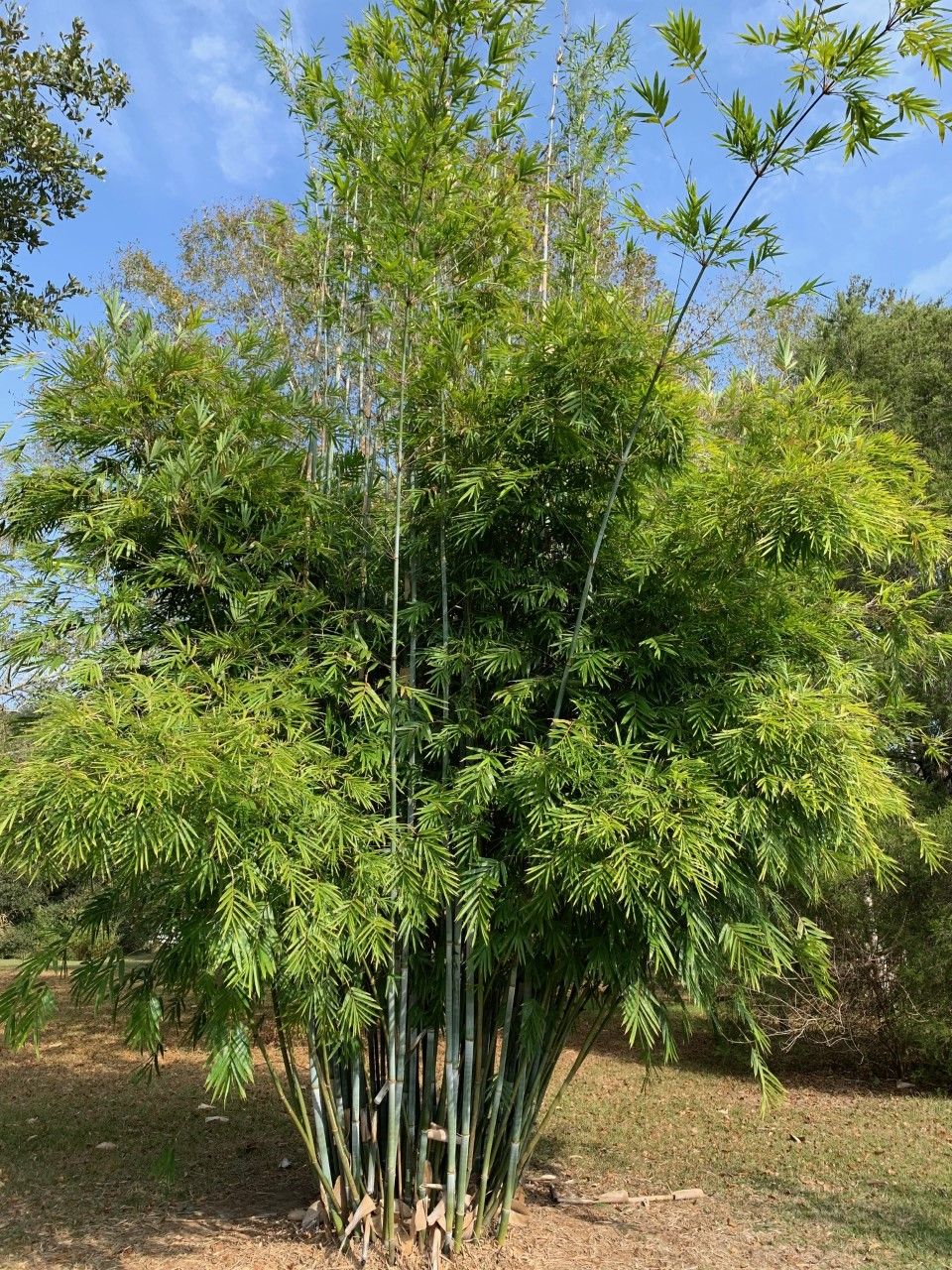 BambooWeb - Bamboo Plants