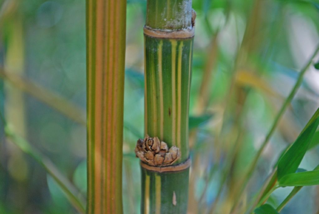 BambooWeb - bamboo photos and Information pg794