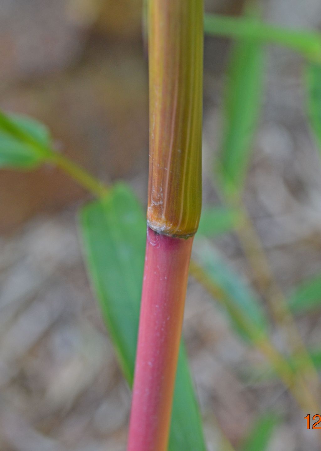 BambooWeb - Himalayacalamus falconeri 'Damarapa' photos and Information pg3