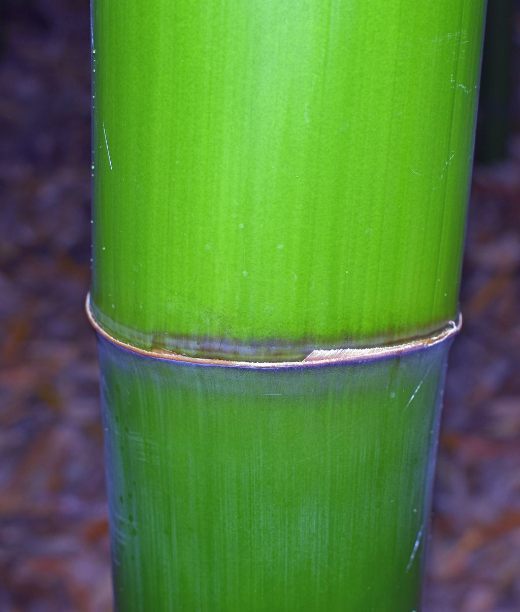 BambooWeb - Phyllostachys bambusoides photos and Information pg1