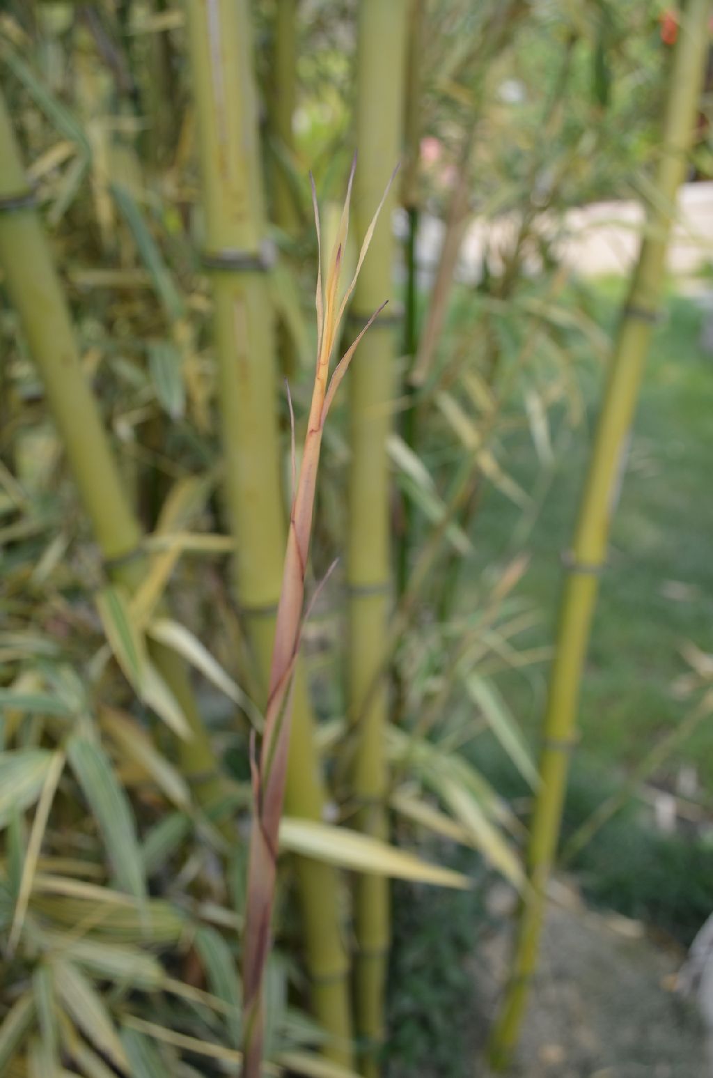 BambooWeb - Phyllostachys bambusoides 'Richard Haubrich' photos and ...
