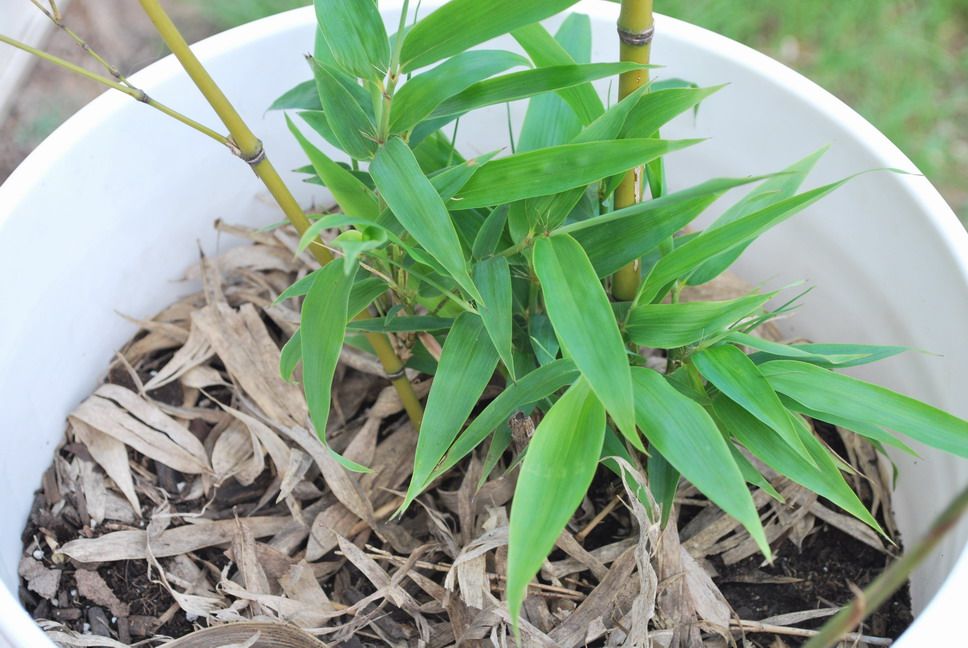 BambooWeb - Phyllostachys nigra 'Henon' photos and Information pg13