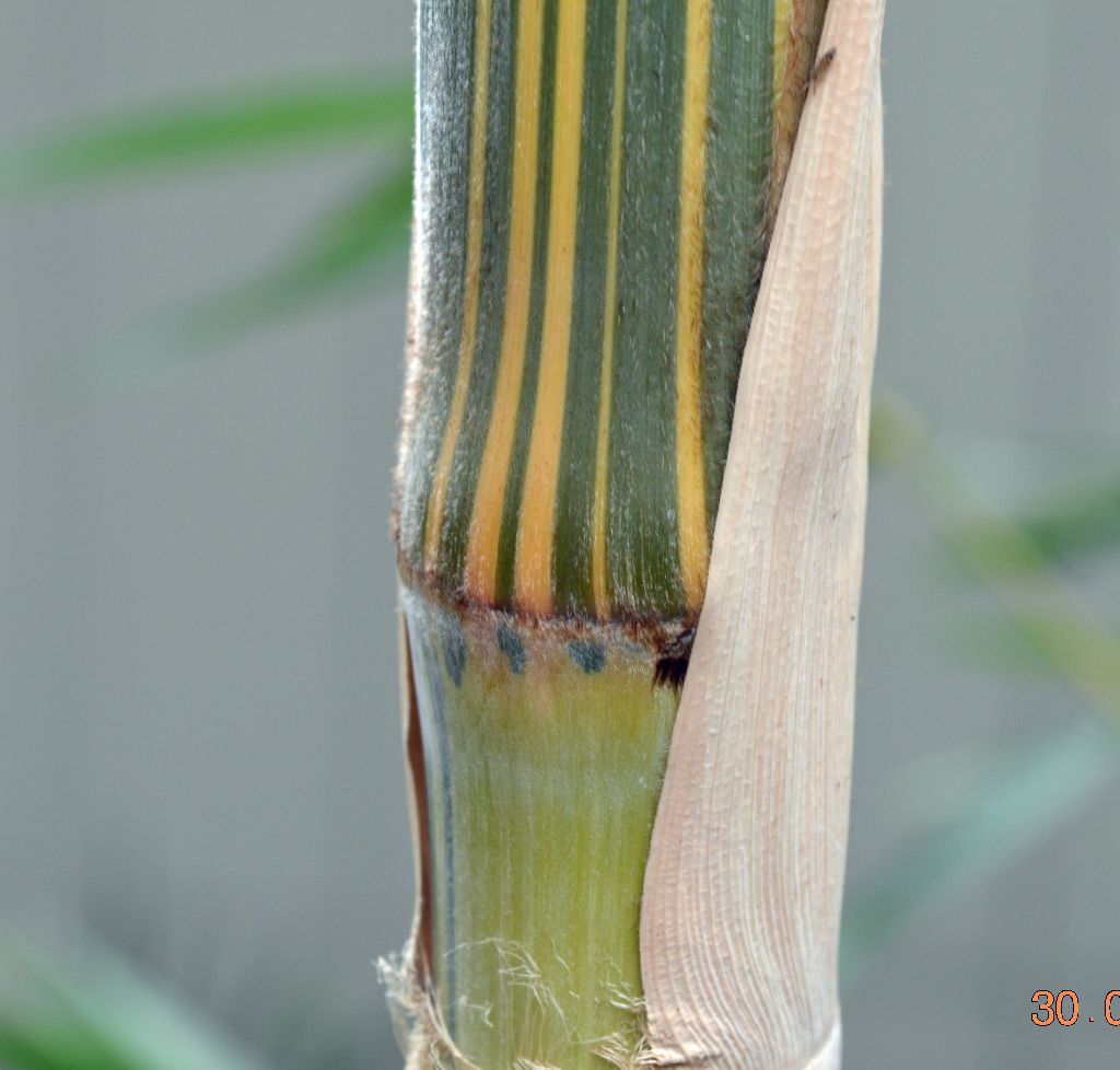 BambooWeb - Bambusa pervariabilis 'Viridistriatus' photos and ...