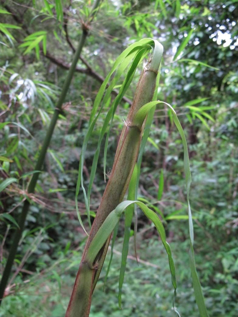 BambooWeb - Yushania boliana photos and Information pg10
