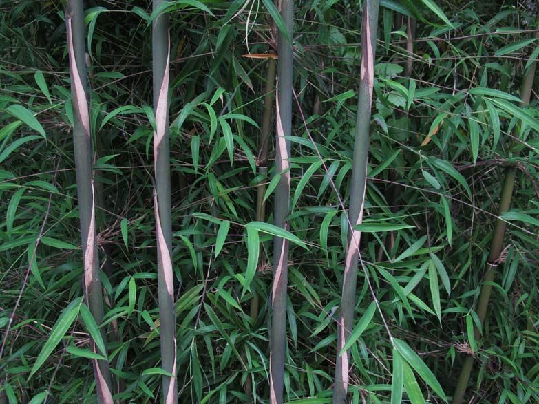 BambooWeb - bamboo photos and Information pg1125