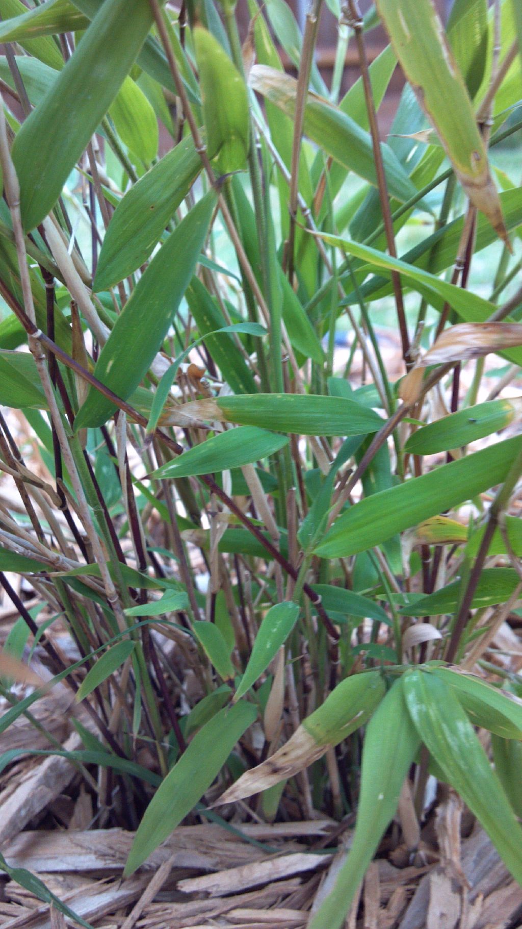 BambooWeb - Yushania boliana photos and Information pg6