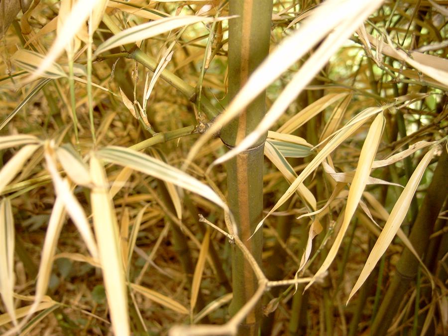 BambooWeb - Phyllostachys bambusoides 'Richard Haubrich' photos and ...