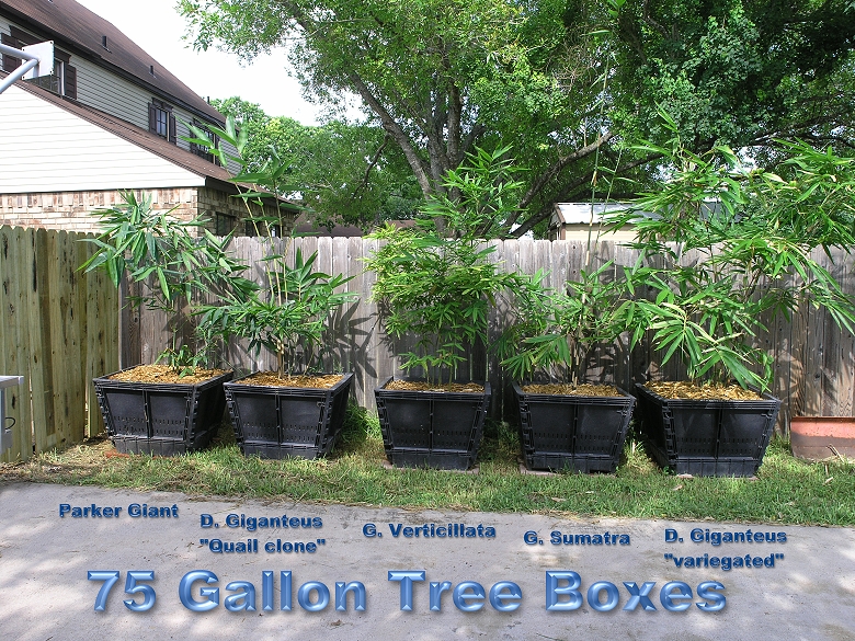 Amaroo Tree Boxes - bambooweb.info