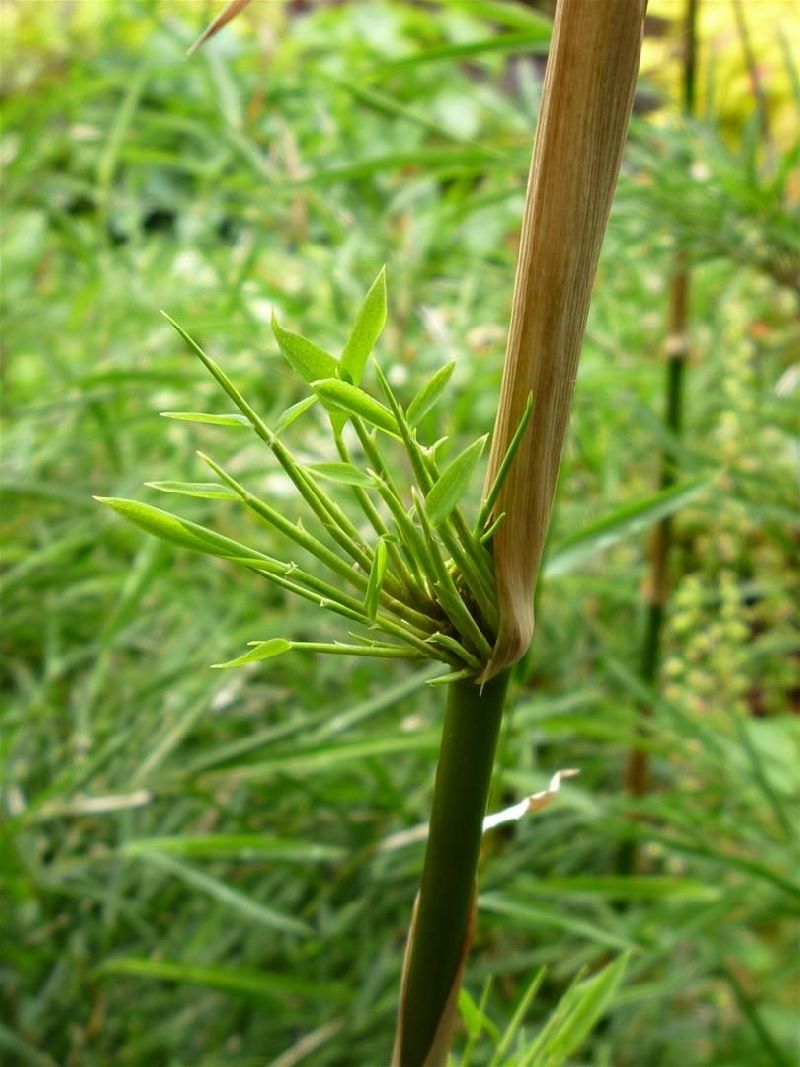 BambooWeb - Chusquea culeou 'Llaima' photos and Information pg17