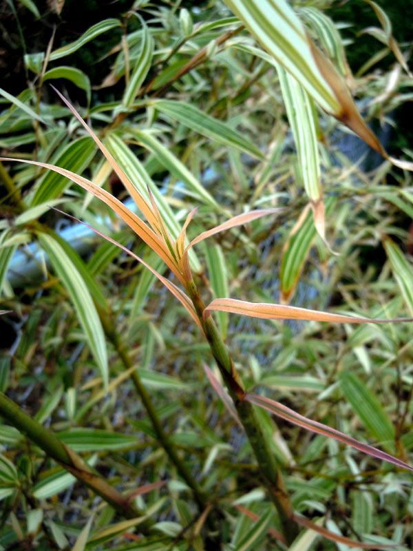 BambooWeb - Phyllostachys bambusoides 'Richard Haubrich' photos and ...