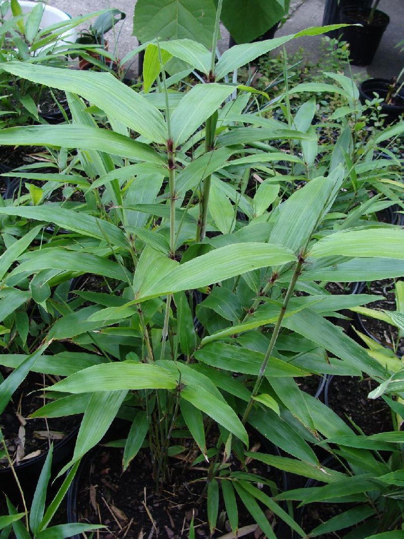 BambooWeb - Phyllostachys edulis photos and Information pg20