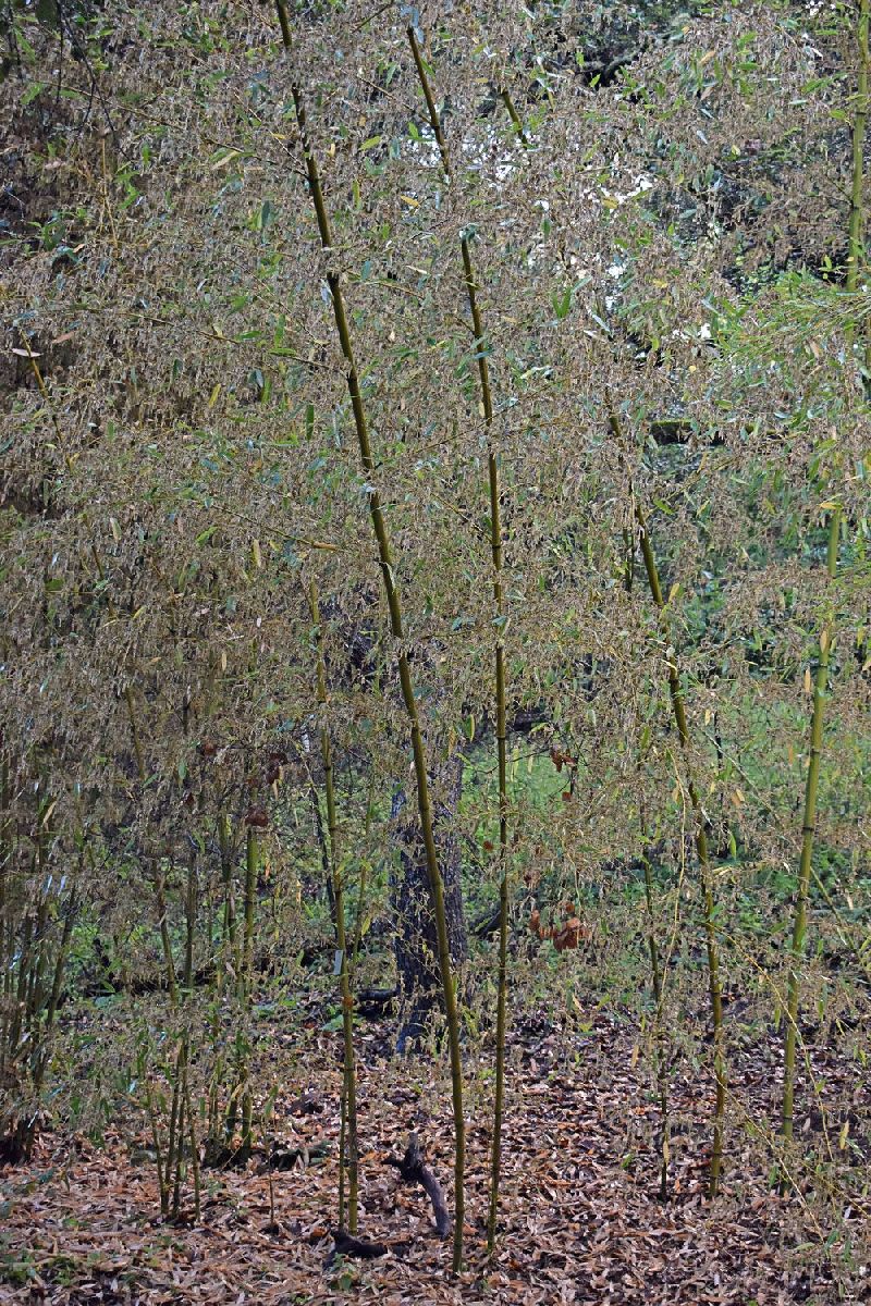 BambooWeb - Phyllostachys nigra 'Henon' photos and Information pg1