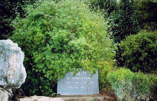 BambooWeb - Bambusa multiplex 'Fernleaf' photos and Information pg7