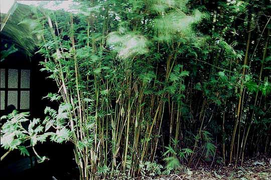 BambooWeb - Bambusa multiplex 'Fernleaf Stripestem' photos and ...