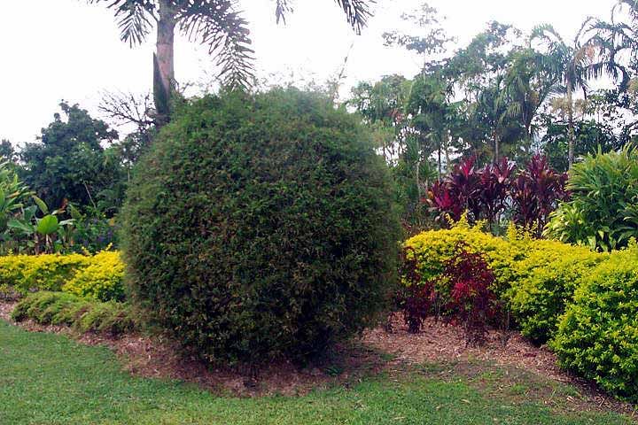 BambooWeb - Bambusa multiplex 'Fernleaf' photos and Information pg1