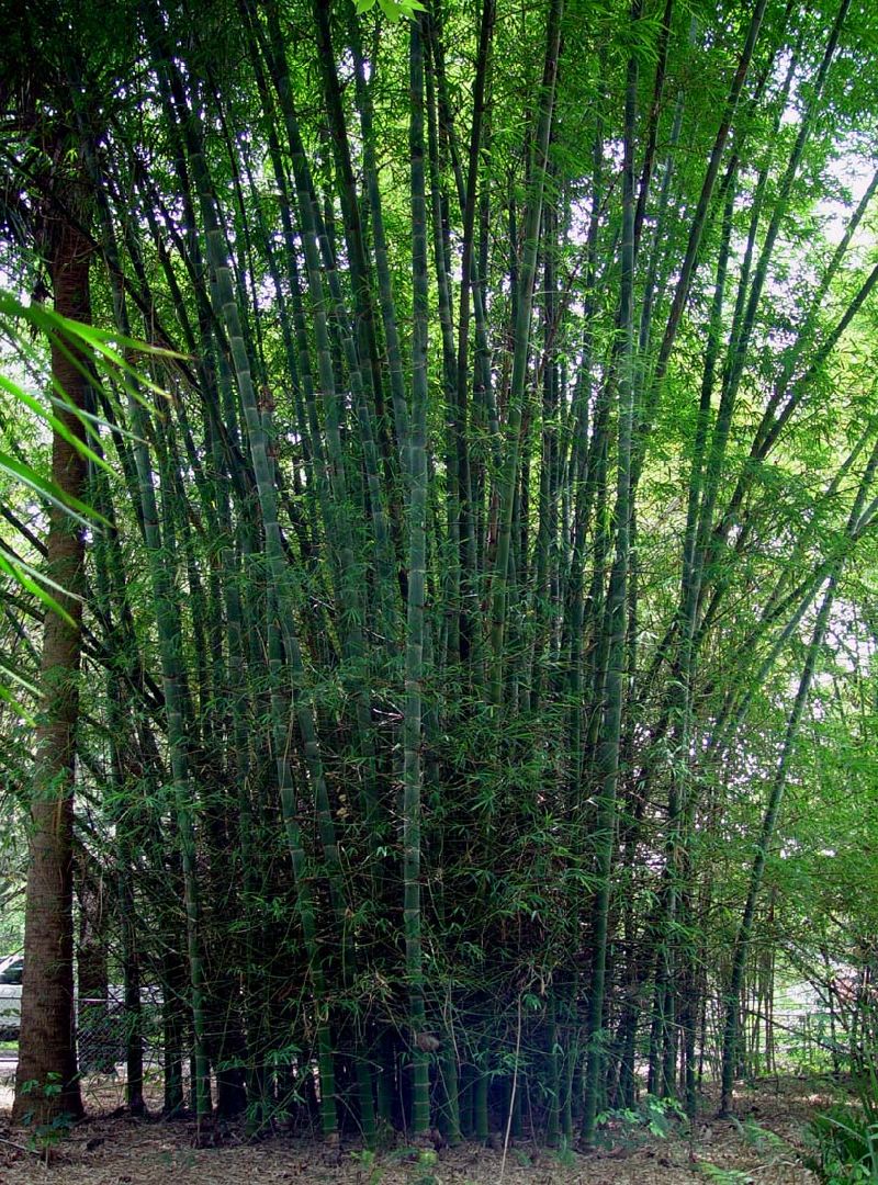 BambooWeb - Dendrocalamus membranaceus photos and Information pg15