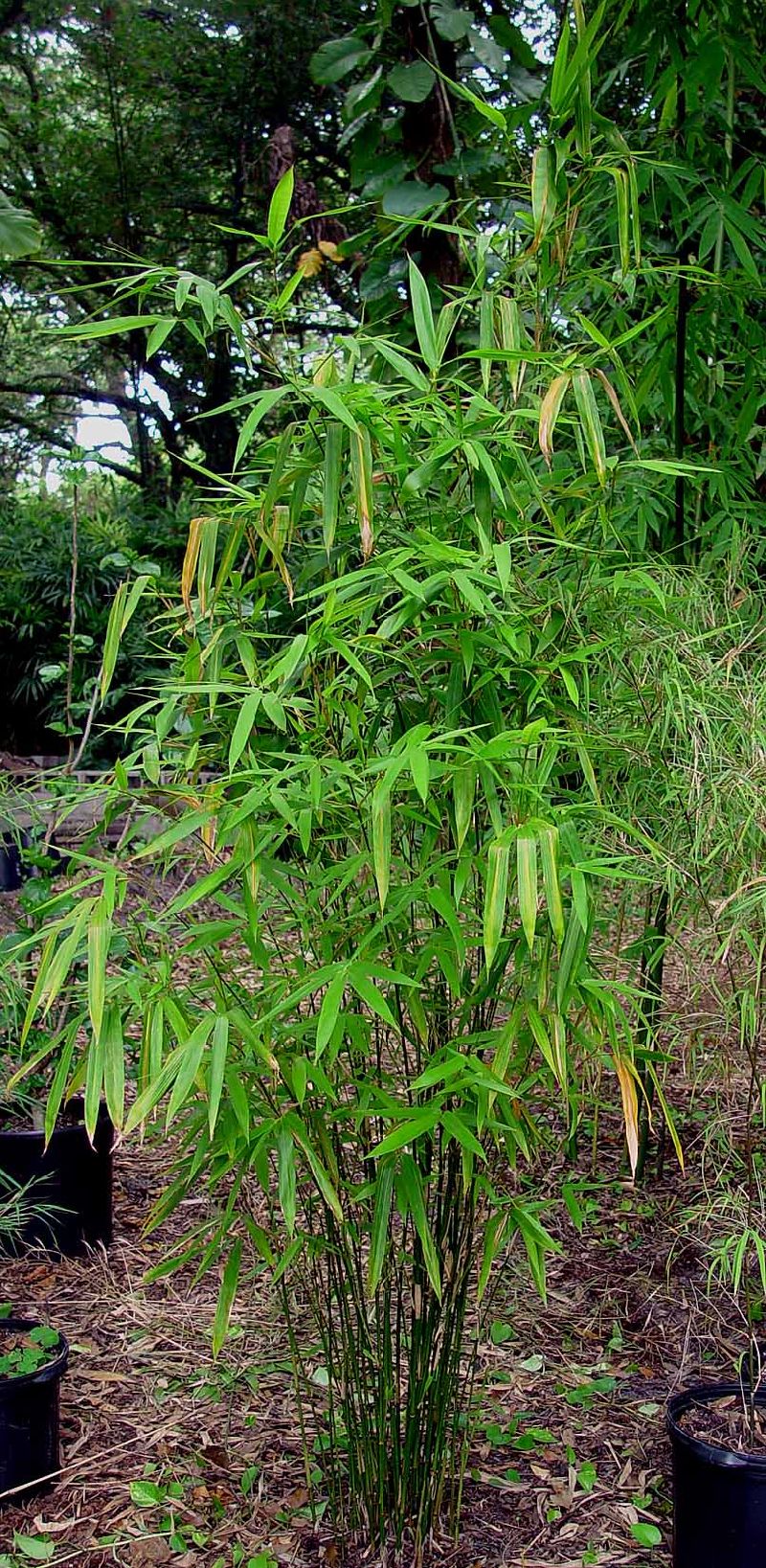 BambooWeb - Bambusa sp. 'Richard Waldron' photos and Information pg5