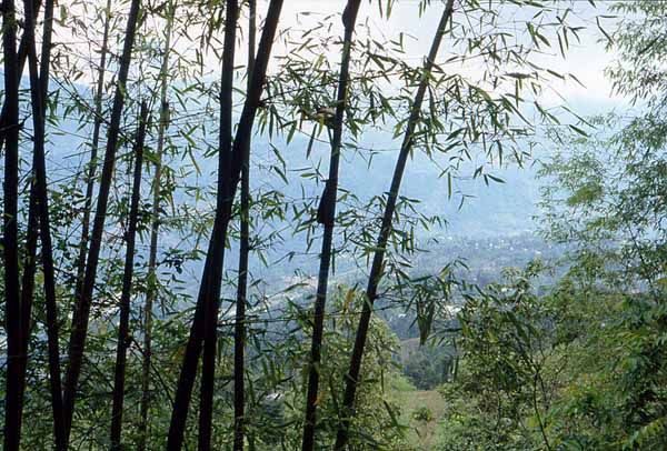 BambooWeb - Bambusa tulda photos and Information pg3