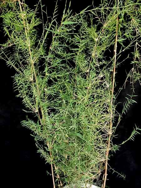 BambooWeb - Chusquea cumingii photos and Information pg18