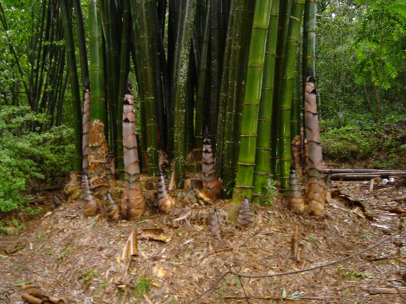 BambooWeb - Dendrocalamus giganteus photos and Information pg7