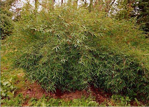 BambooWeb - Fargesia sp. 'Scabrida' photos and Information pg21