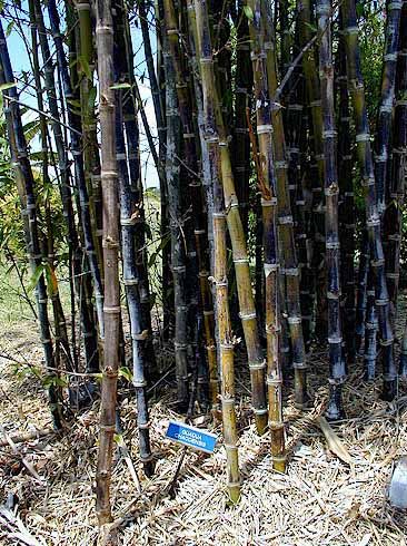 BambooWeb - Guadua chacoensis photos and Information pg2