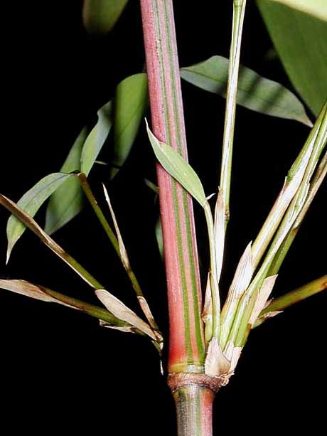 BambooWeb - Himalayacalamus falconeri 'Damarapa' photos and Information ...