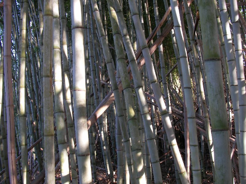 BambooWeb - Phyllostachys nigra 'Henon' photos and Information pg17